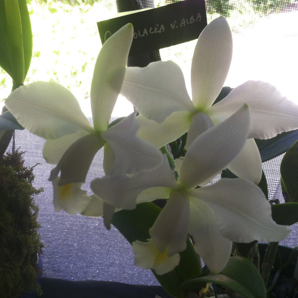 C Walter Wolff Maxima Alba X Violacea Alba Waldor Orchids