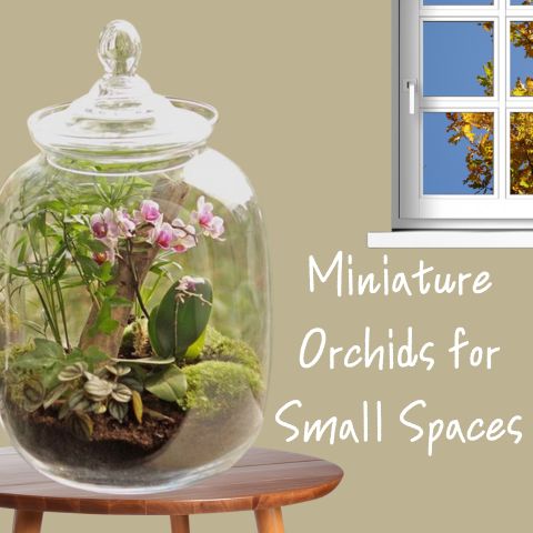 orchid ideas
