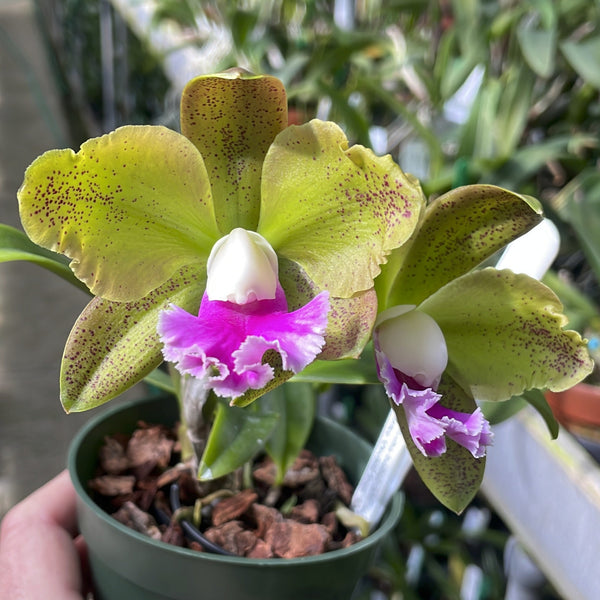 C. Mirtha Oliveros (aclandiae `Mirtha Isabel' AM/AOS x Little Mike ...