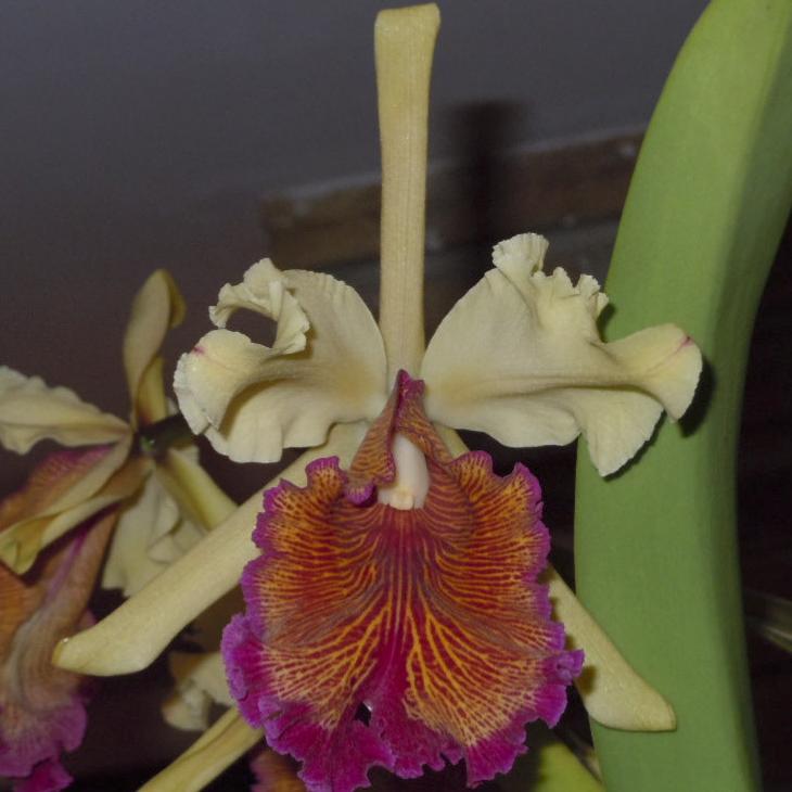 C. dowiana aurea `Net Dream' 4" Pot Cattleya Orchid Specis