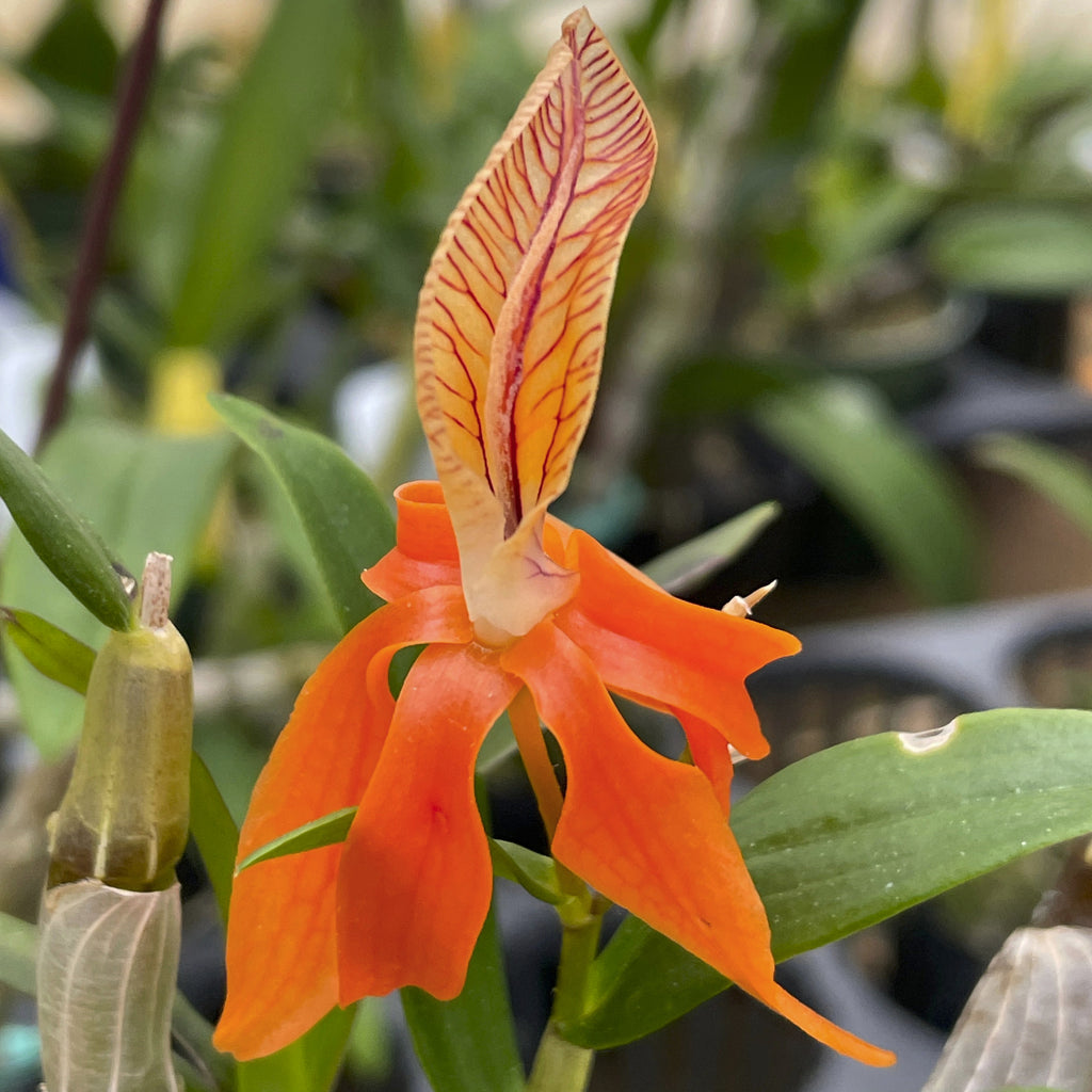 Den. unicum Species Dendrobium Miniature Orchid Waldor 2" Pot