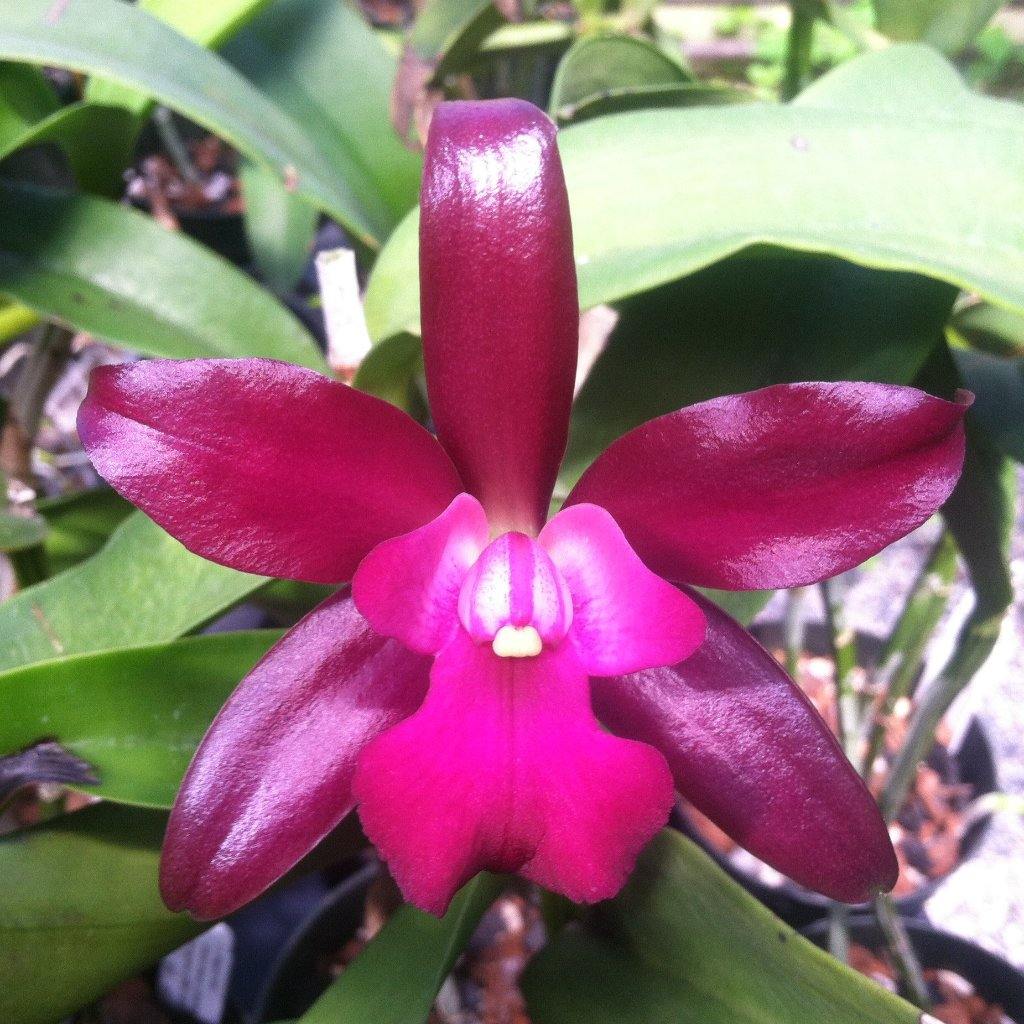 Lc. Sagarik Wax `African Beauty' AM/AOS, SM/TOGA 4.5" Pot